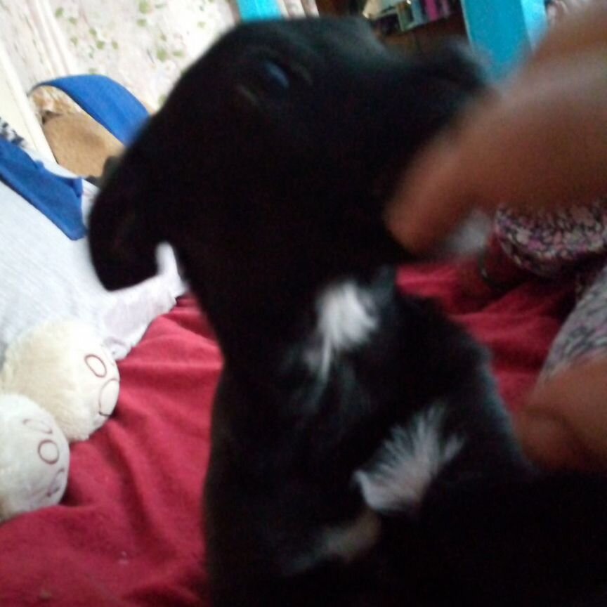 Восточносибирская лайка, щенок