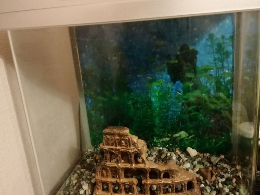 Аквариум