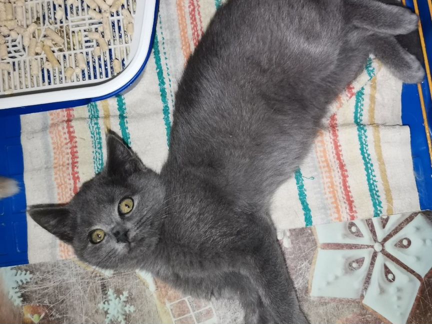 Котенок в надежную семью