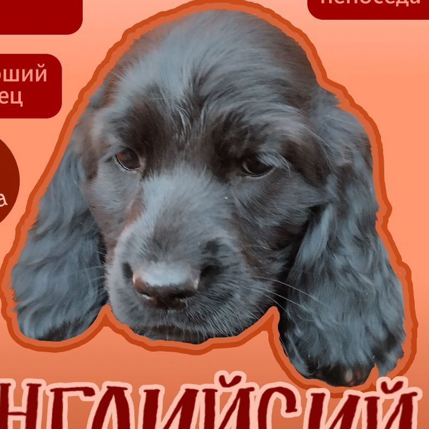 Английской кокер-спаниель, щенок 2 месяца, девочка