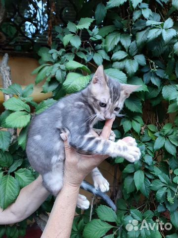 Котенок