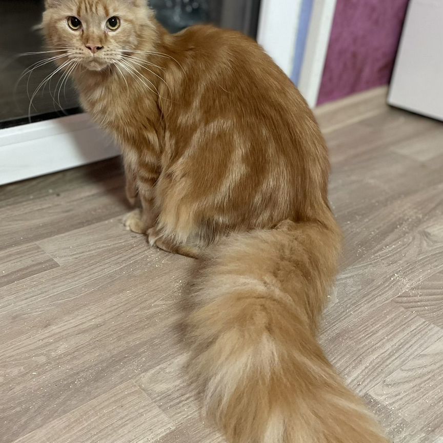 Котята мейн-кун