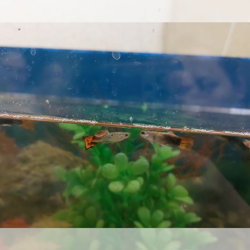 Продам гуппи