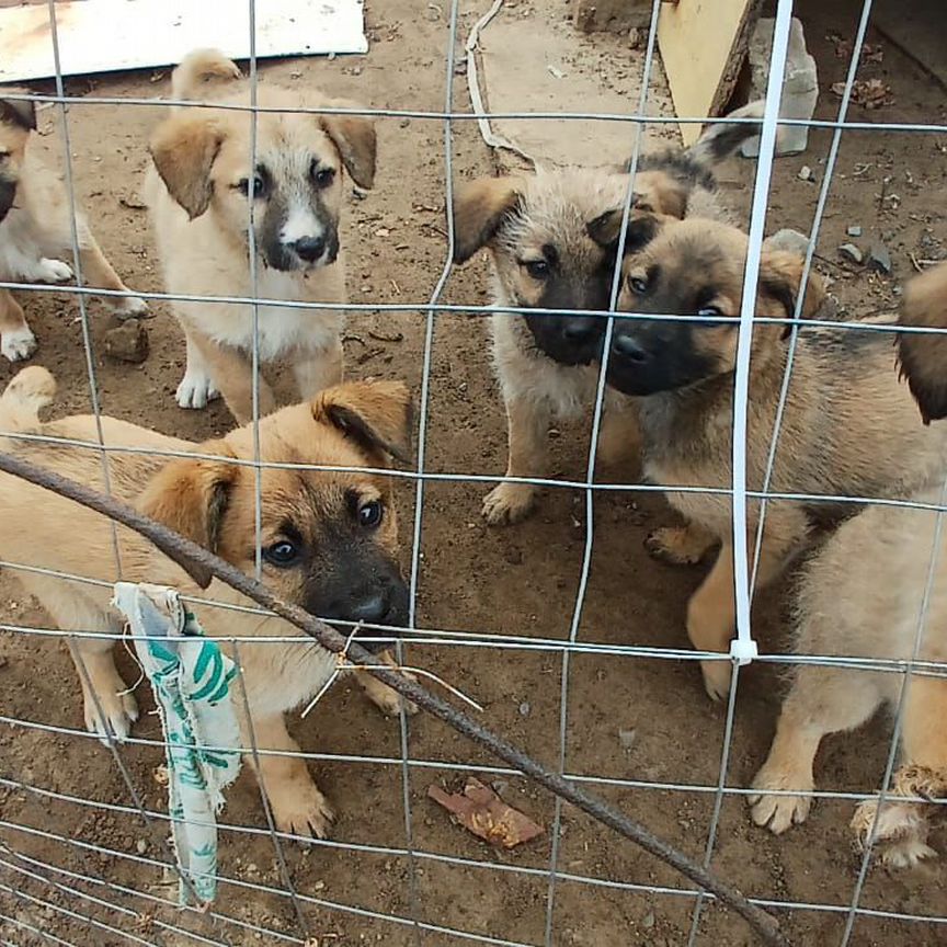 Отдам в добрые руки