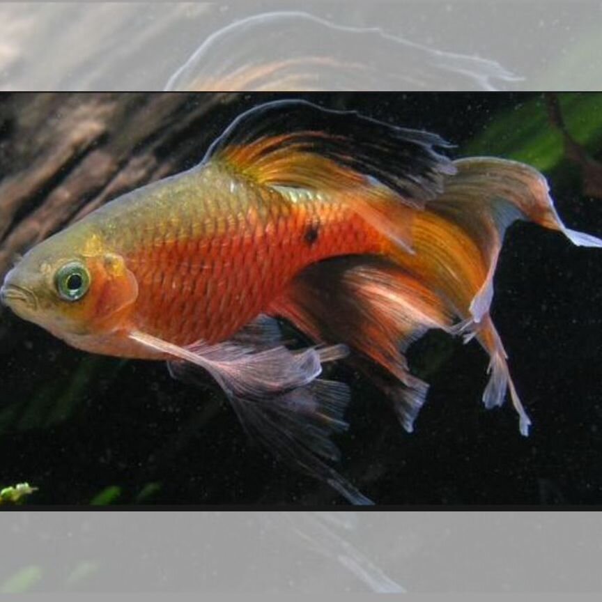 Барбус огненный вуалевый 3-4 см