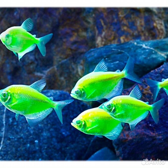 Тернеция (GloFish) Зеленая Светящаяся (арт 6423)