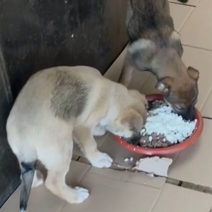 Щенок в добрые руки