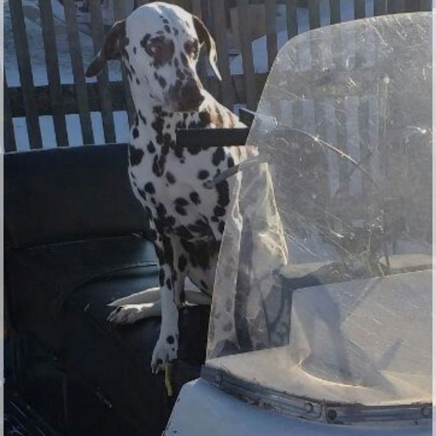 Далматин, взрослая собака