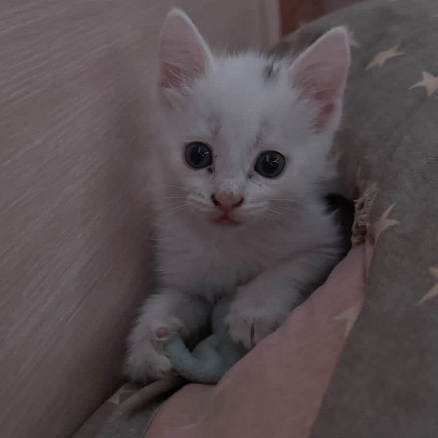 Котёнок в добрые руки