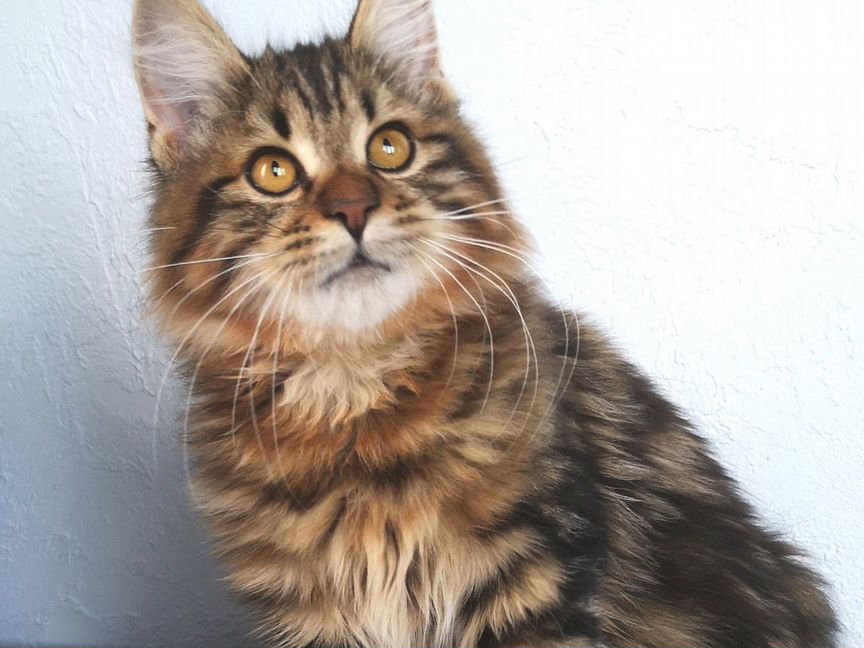 Котик курбобик