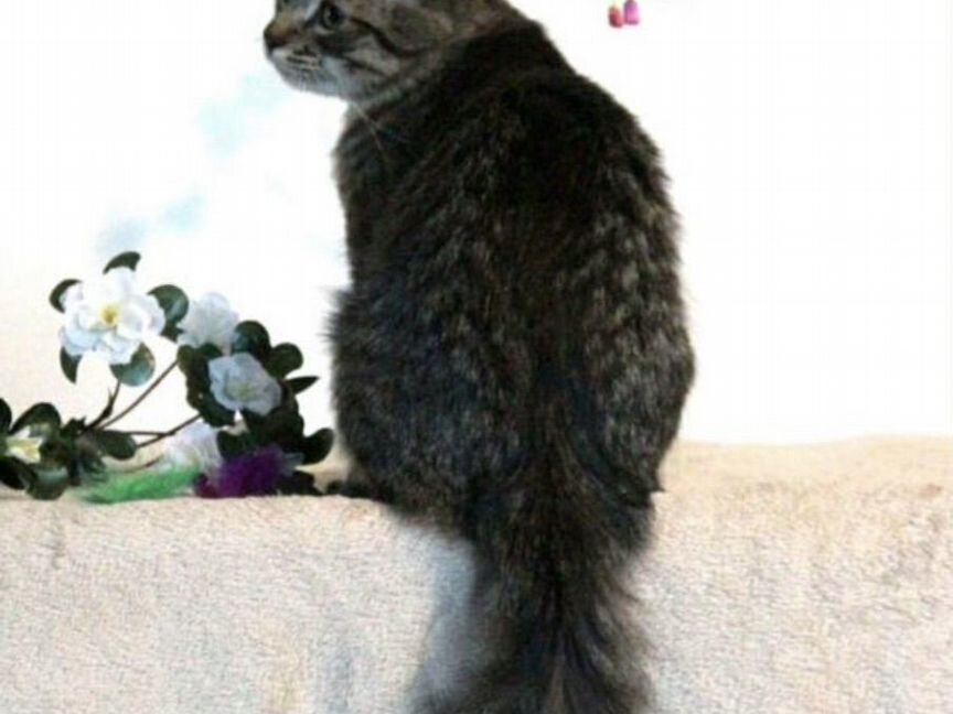 Котенок с пушистым хвостом