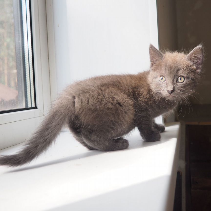 Котята русской голубой