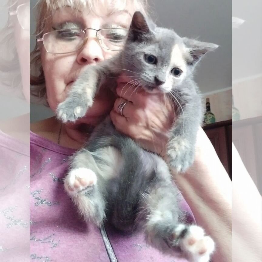 Котёнок в добрые руки