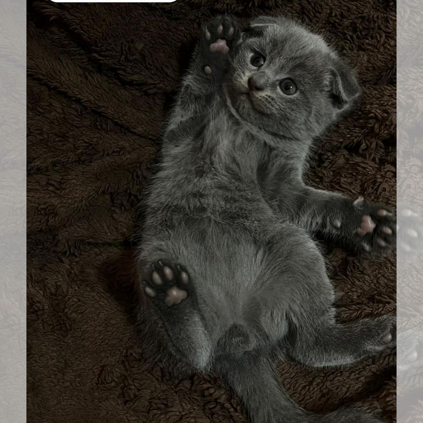 Британский короткошёрстный котёнок