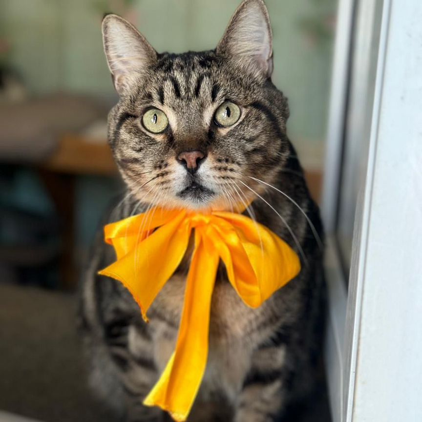 Котик Жан из приюта