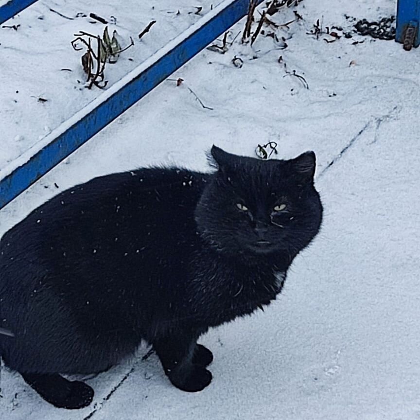 Котик ищет дом