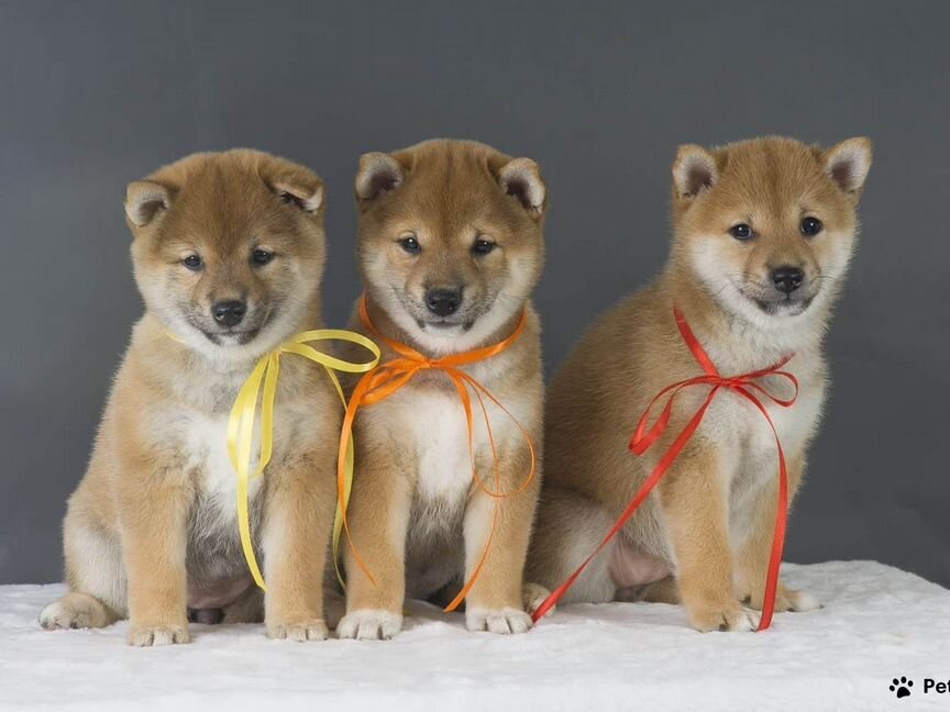 Щенки сиба-ину
