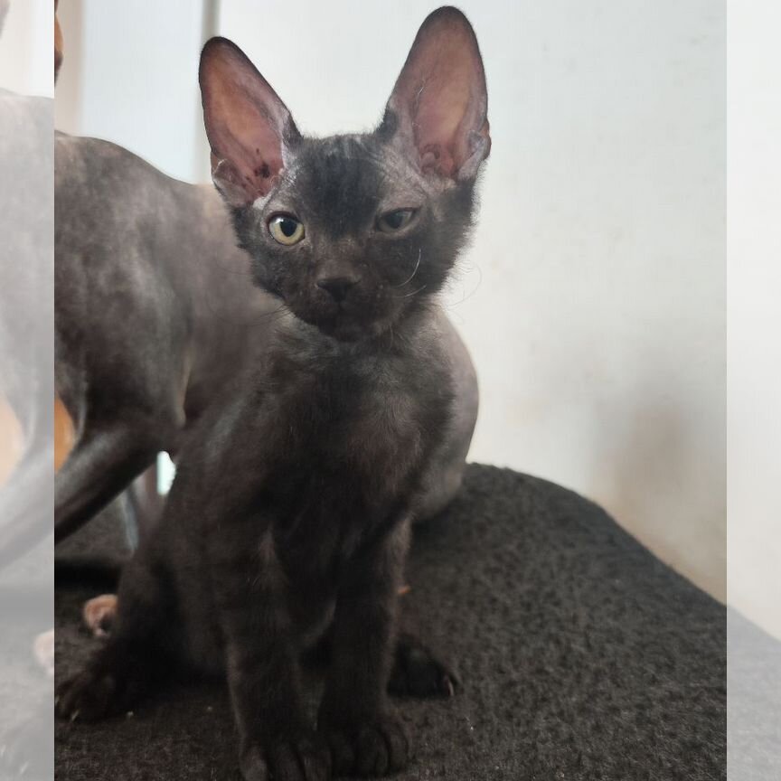 Котята сфинкс браш