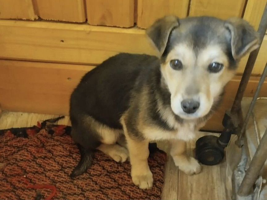 Коротколапая девочка-щенок, будет ниже колена