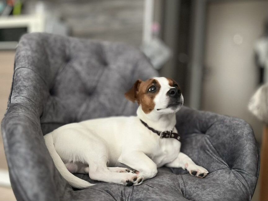 Вязка Джек Рассел Терьер (кобель )