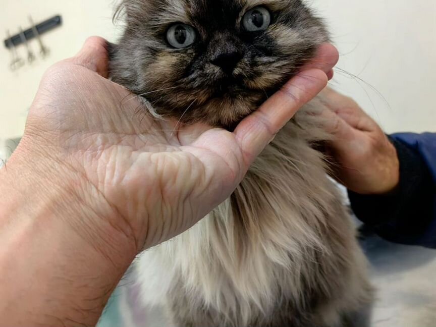 Киса отказница принесли на усыпление