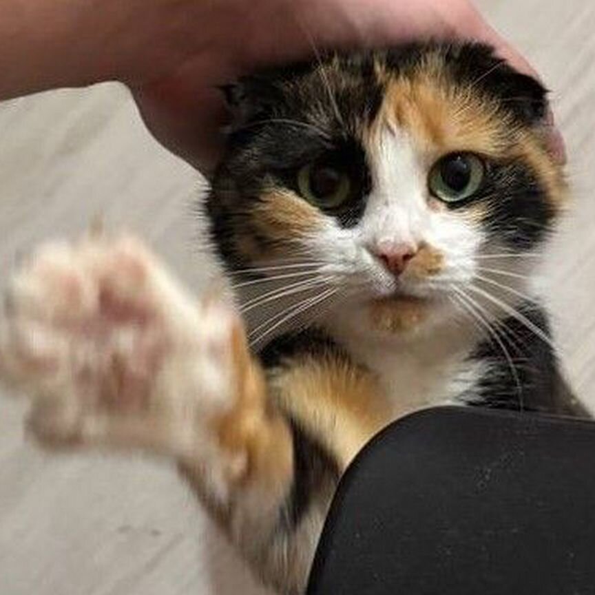 Взрослая, кошка в добрые руки