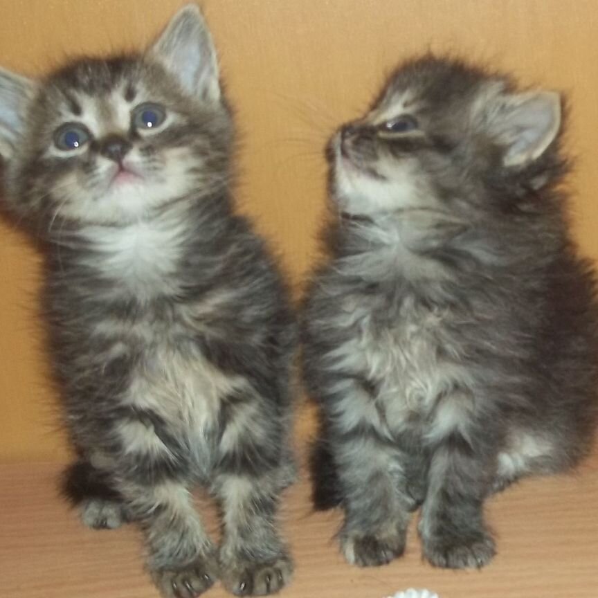 Котята