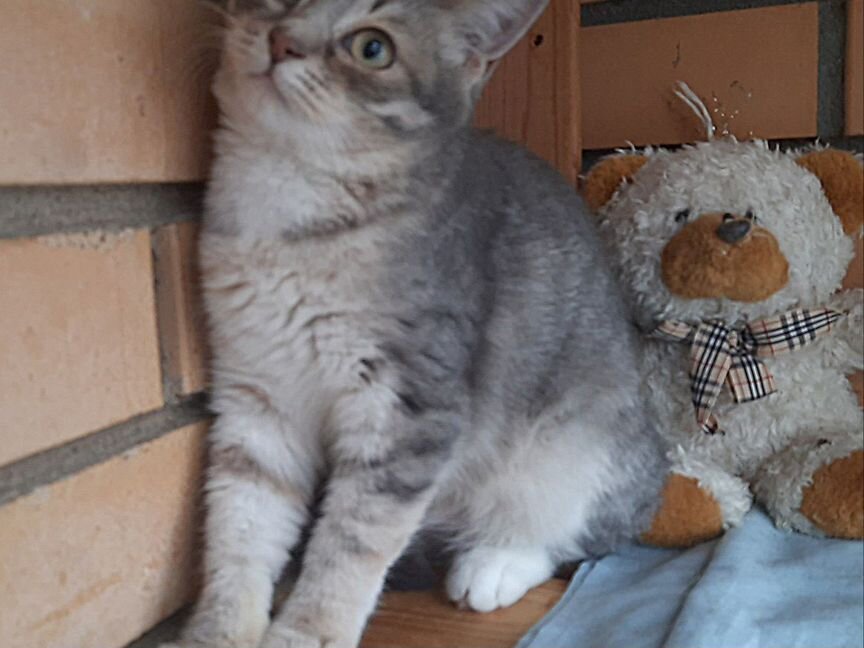 Серый котенок девочкам3 мес