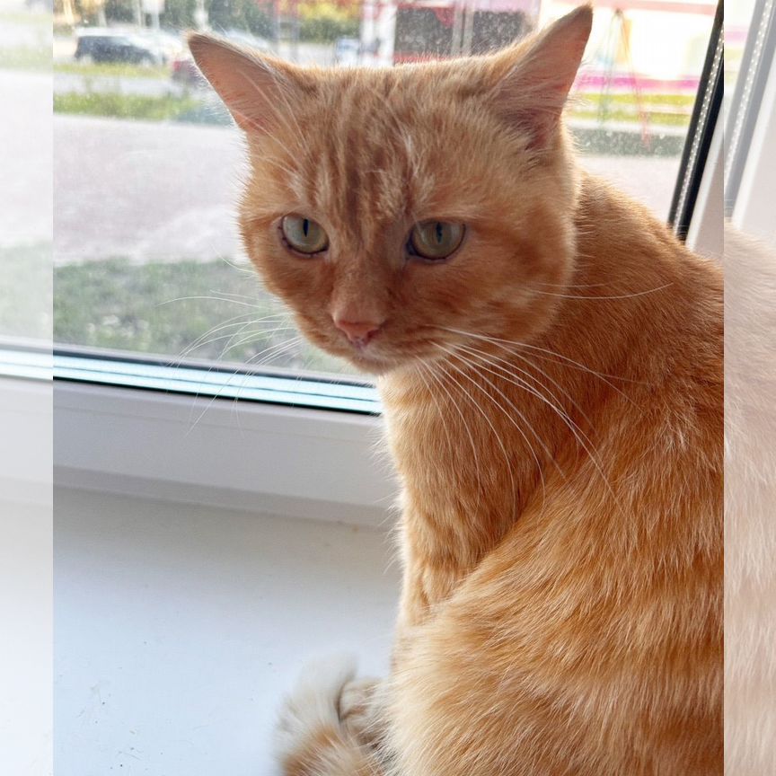 Кот Бакс котенок котик рыжий рыжик