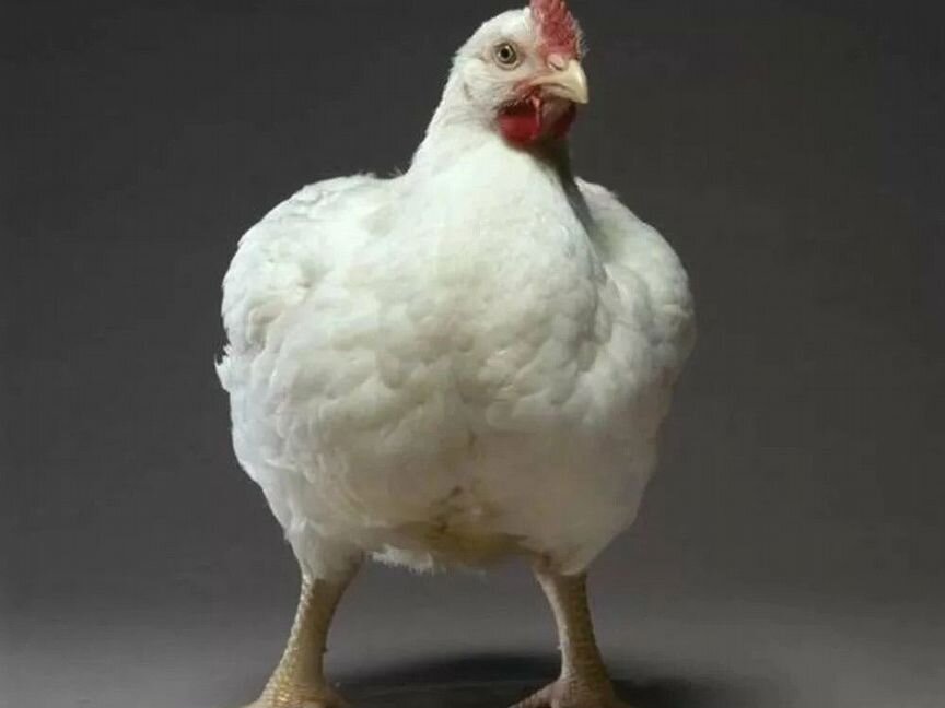 Куры бройлеры живым весом