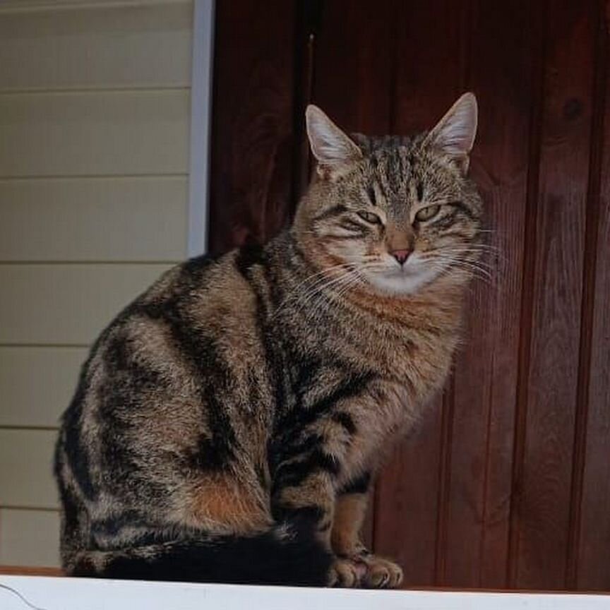 Кот красавец в добрые руки