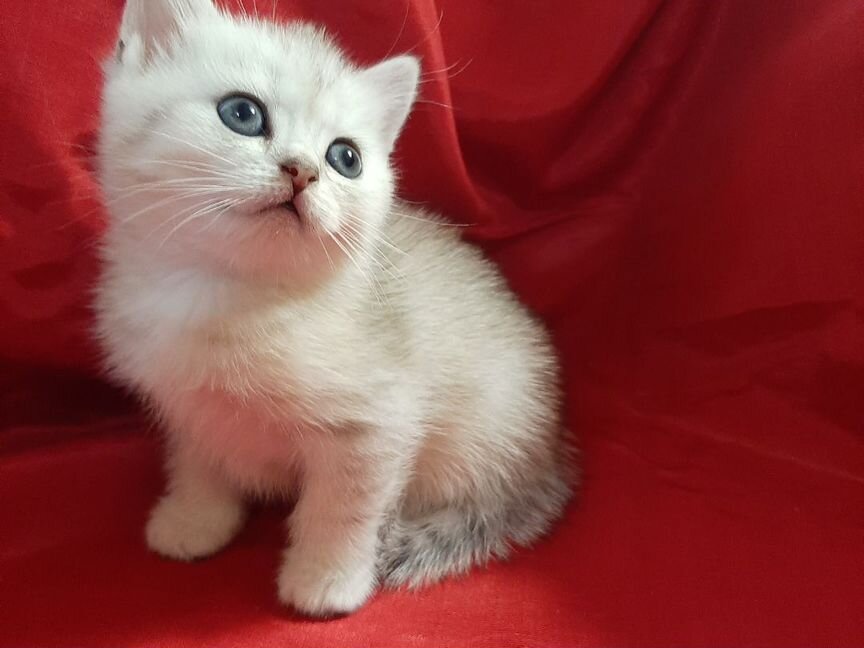 Шотландские котята