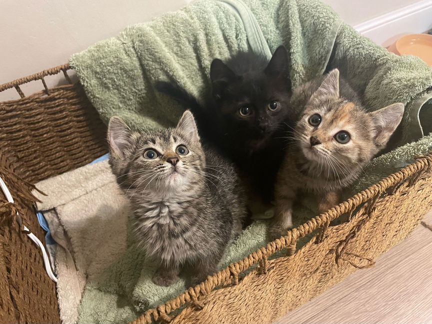 Воспитанные котята в добрые руки