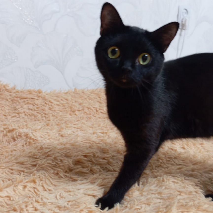 Котенок черная кошечка