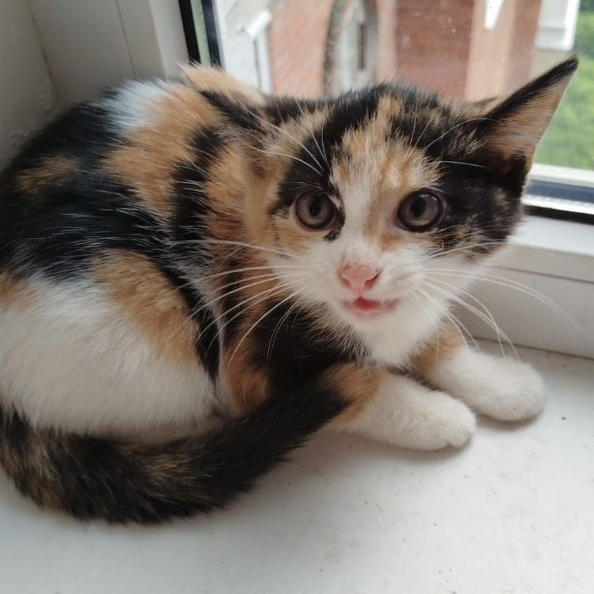 Котята