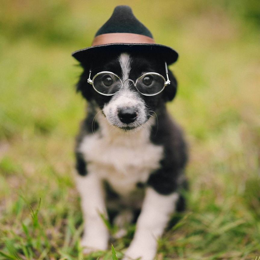 Лайм ищет дом