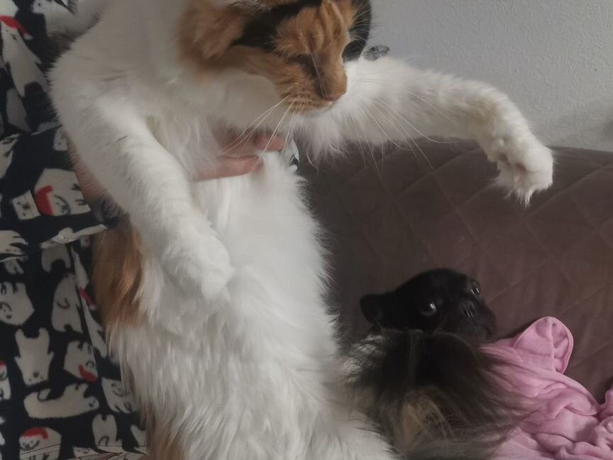 Кошка Мэйкун. Бесплатно