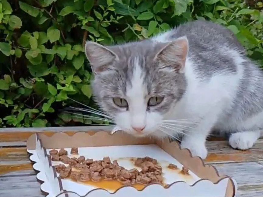 Котенок в добрые руки бесплатно