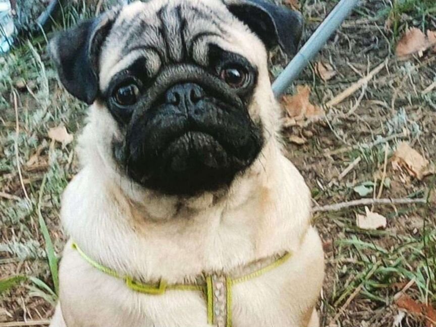 Шикарный мопс, Вязка