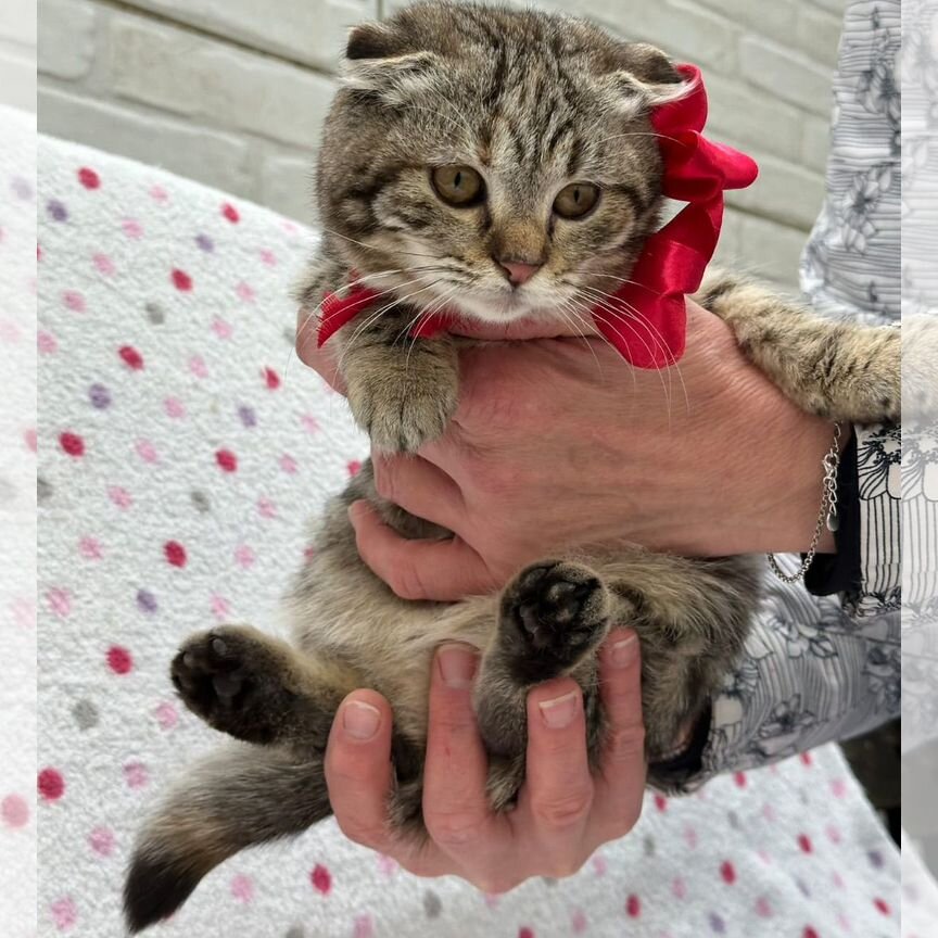 Манчкины кошки