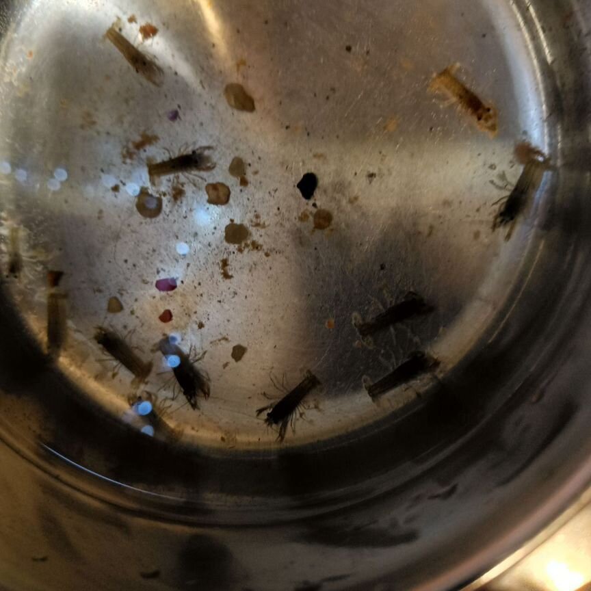 Рачки для аквариума