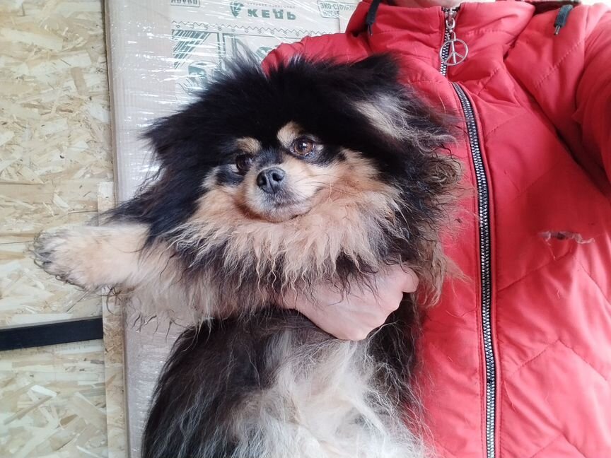 Шпиц. Подросток. В семью