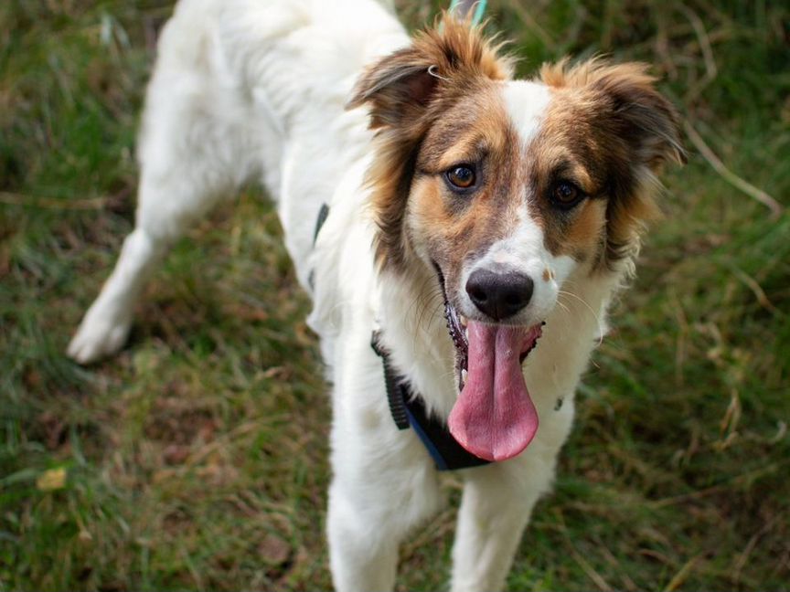 Малышу Элвису очень нужен дом