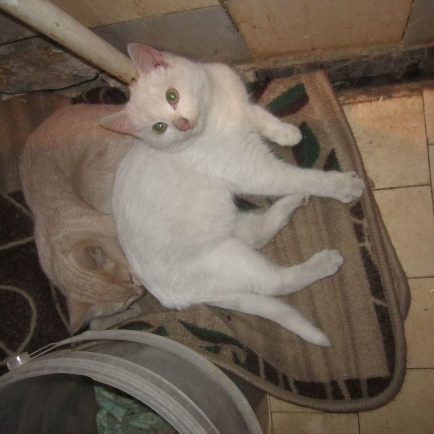 Замерзаем (2 котёнка )