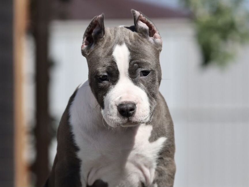 Мальчик голубого окраса