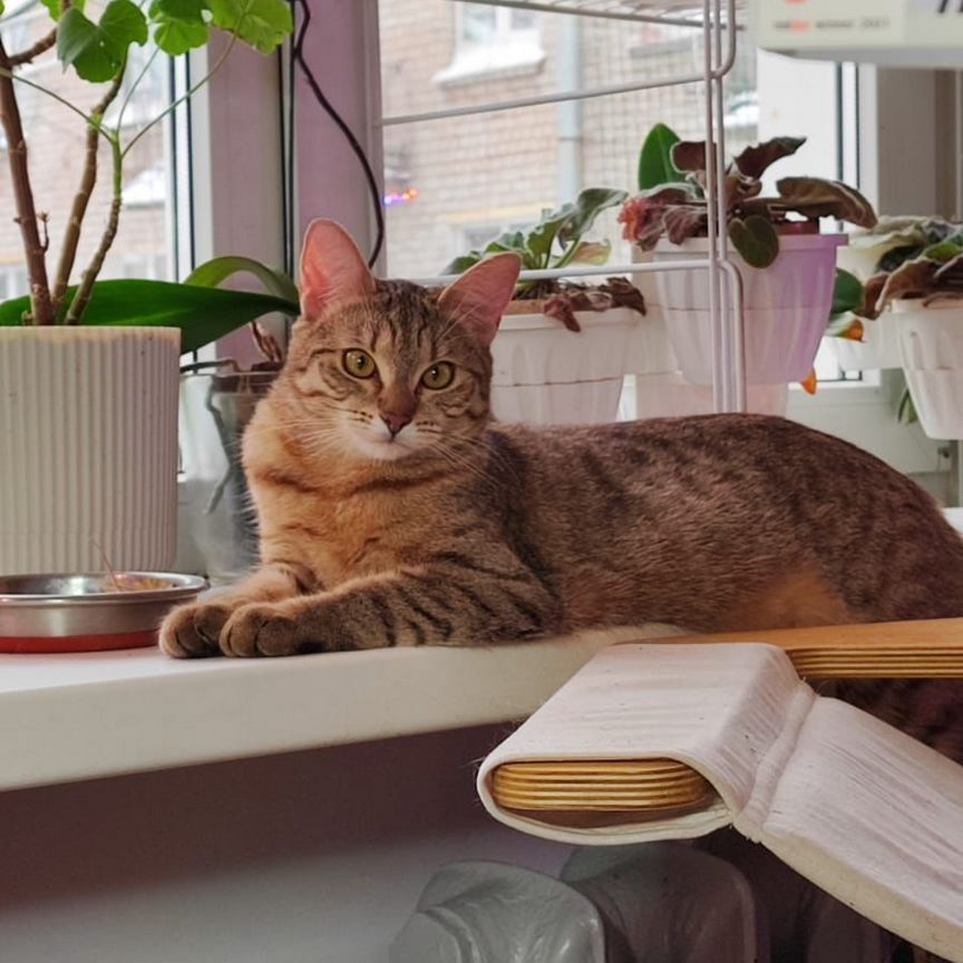 Кошечка