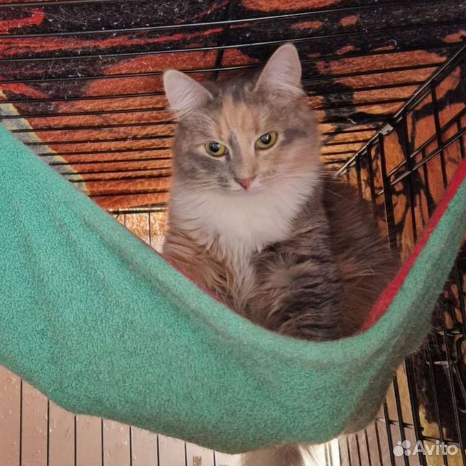 Красавица Алиса, сибирская кошка подросток