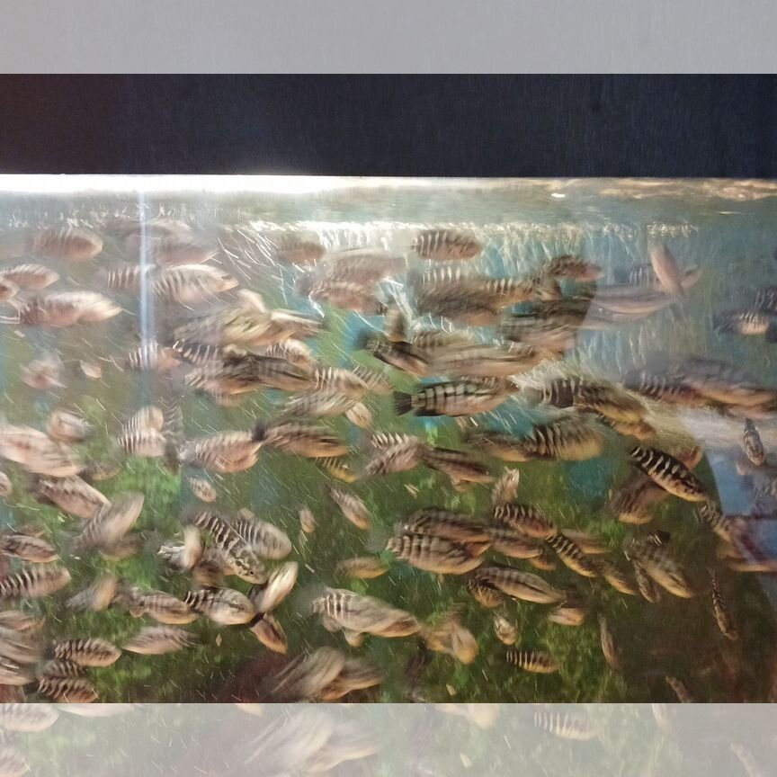 Цихлида манагуанская