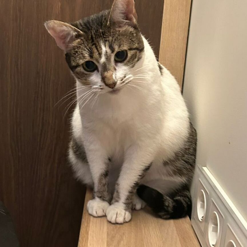 Кошка Маша