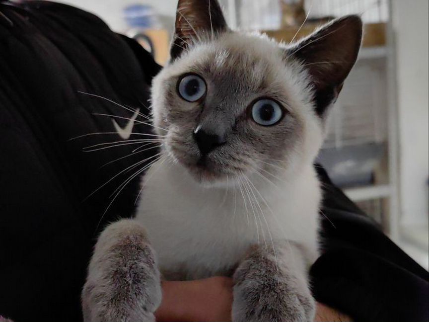 Тайский кот в добрые руки